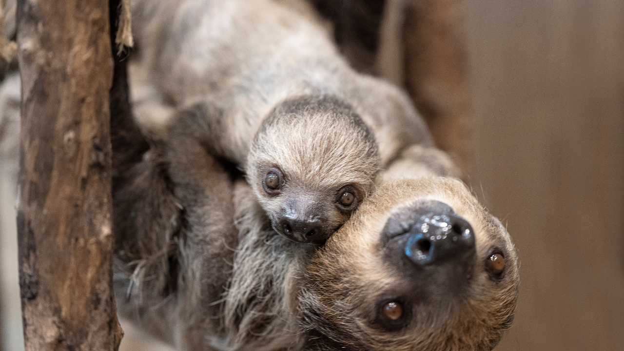 400+ Sloth Names: Playful, Sweet & Creative names for Pets, Plushies ...