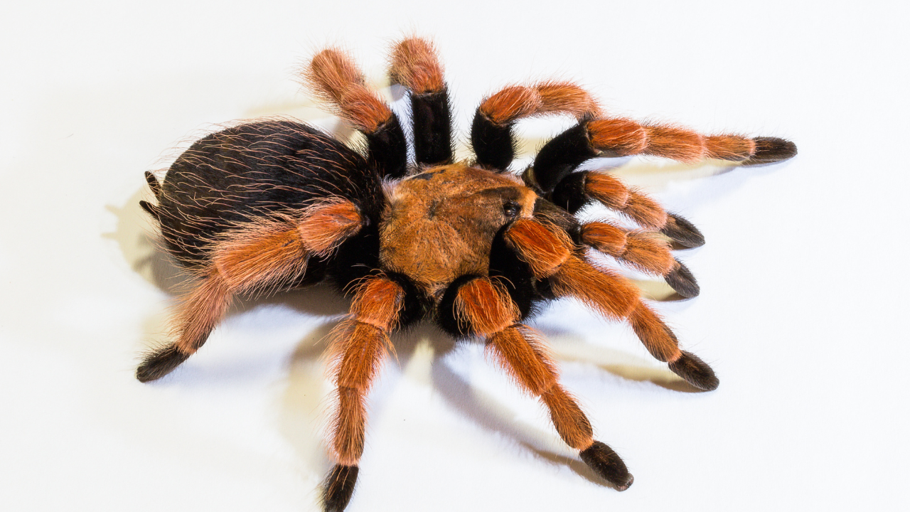 350+ Spider Name: Unique & Funny Spider Names & Name Generator - Names ...