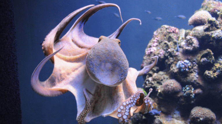 459+ Octopus Names: Funny, Cute, Cool, Mythical & Unique ideas and Name ...