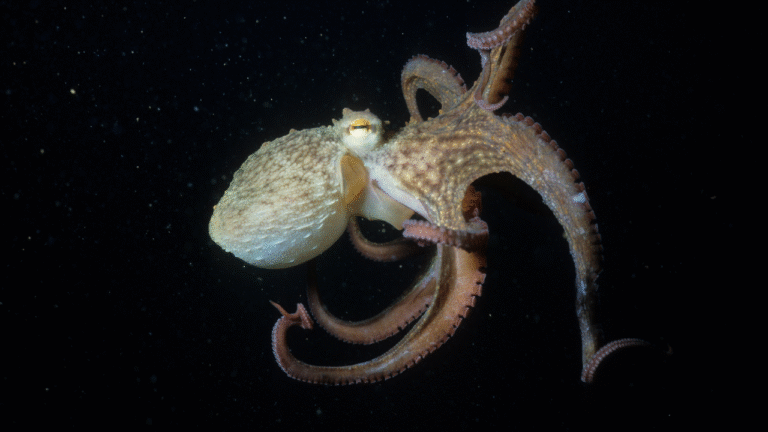 459+ Octopus Names: Funny, Cute, Cool, Mythical & Unique ideas and Name ...