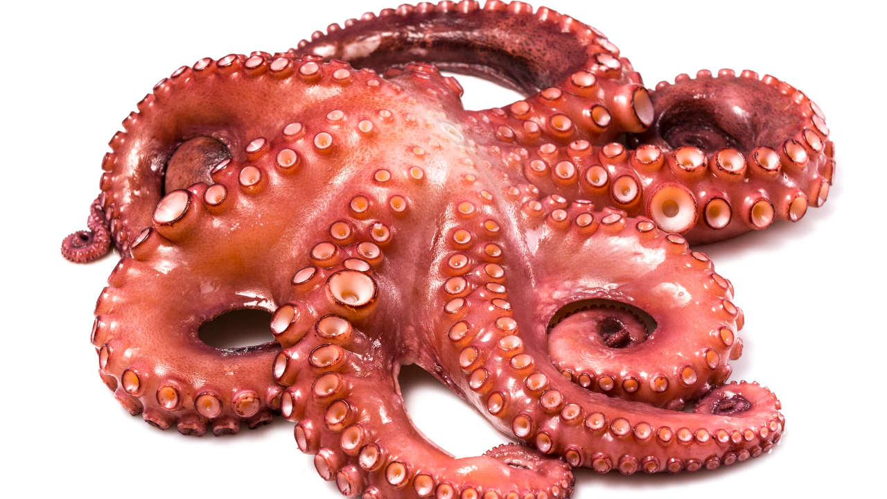 459+ Octopus Names: Funny, Cute, Cool, Mythical & Unique ideas and Name ...