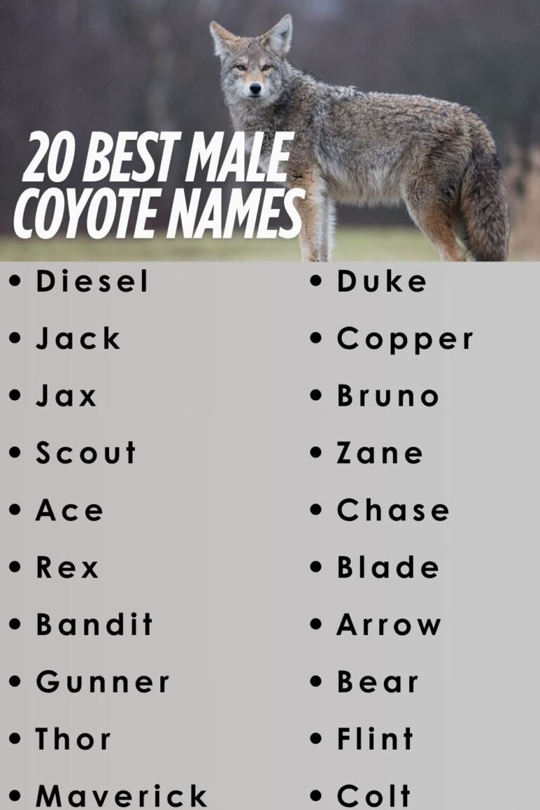 430+ Coyote Names: Mystical, Majestic, and Meaningful ideas & name ...