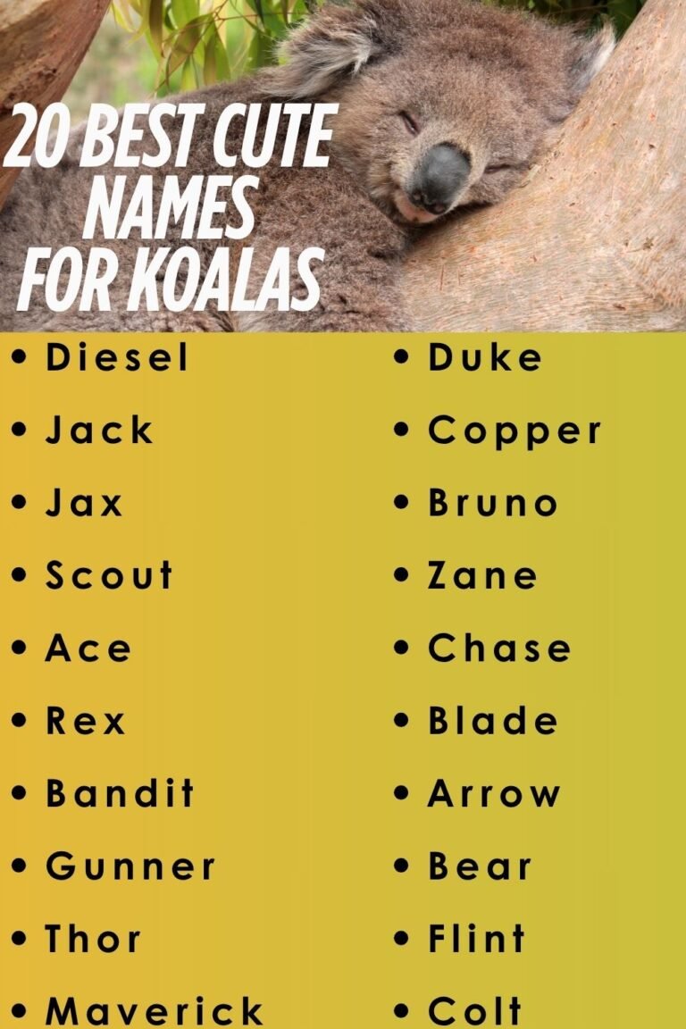 470 + Unique, Funny, and Cool Koala Names You’ll Love & Name Generator ...