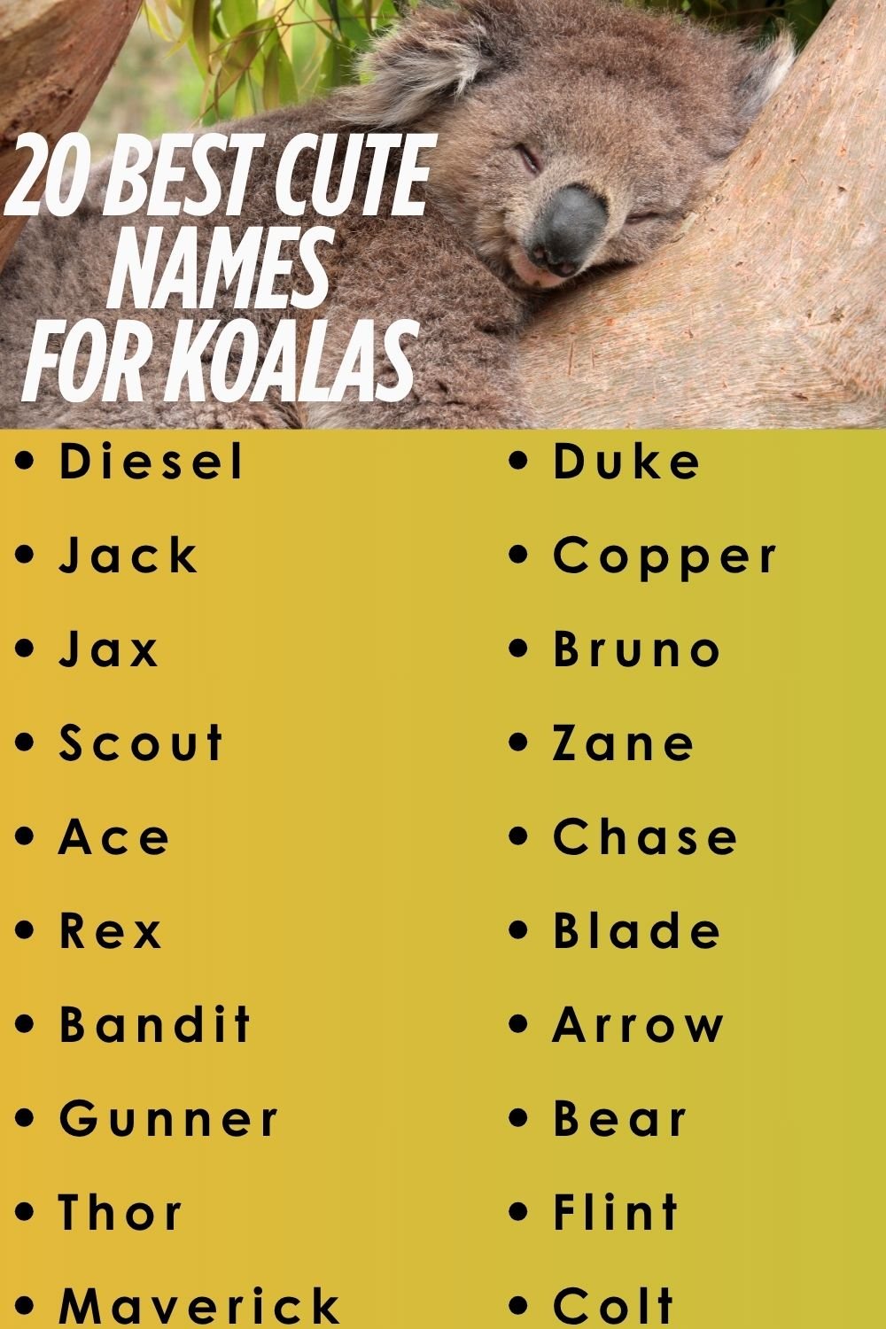 470 + Unique, Funny, and Cool Koala Names You’ll Love & Name Generator ...