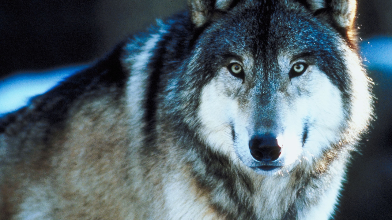 649+ Wolf Names: Strong, Fierce, Mysterious Ideas & Name Generator ...