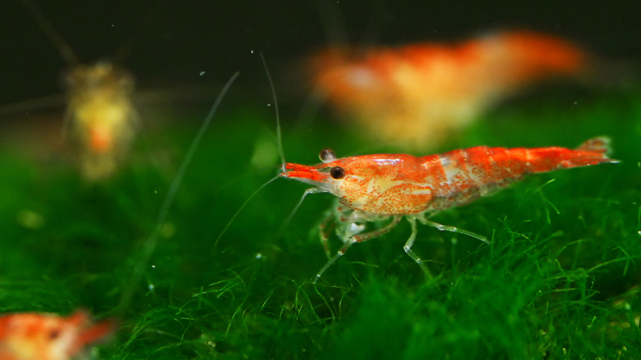 520+ Shrimp Names: Cute, Clever, Creative & Unique Ideas and Names ...