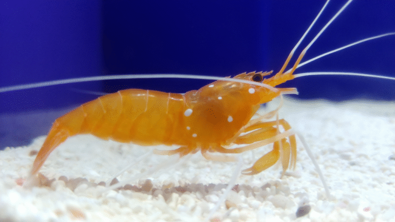 520+ Shrimp Names: Cute, Clever, Creative & Unique Ideas and Names ...