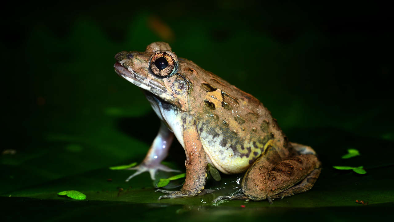 350+ Frog Names: Unique, Funny, and Aesthetic Ideas & Name Generator