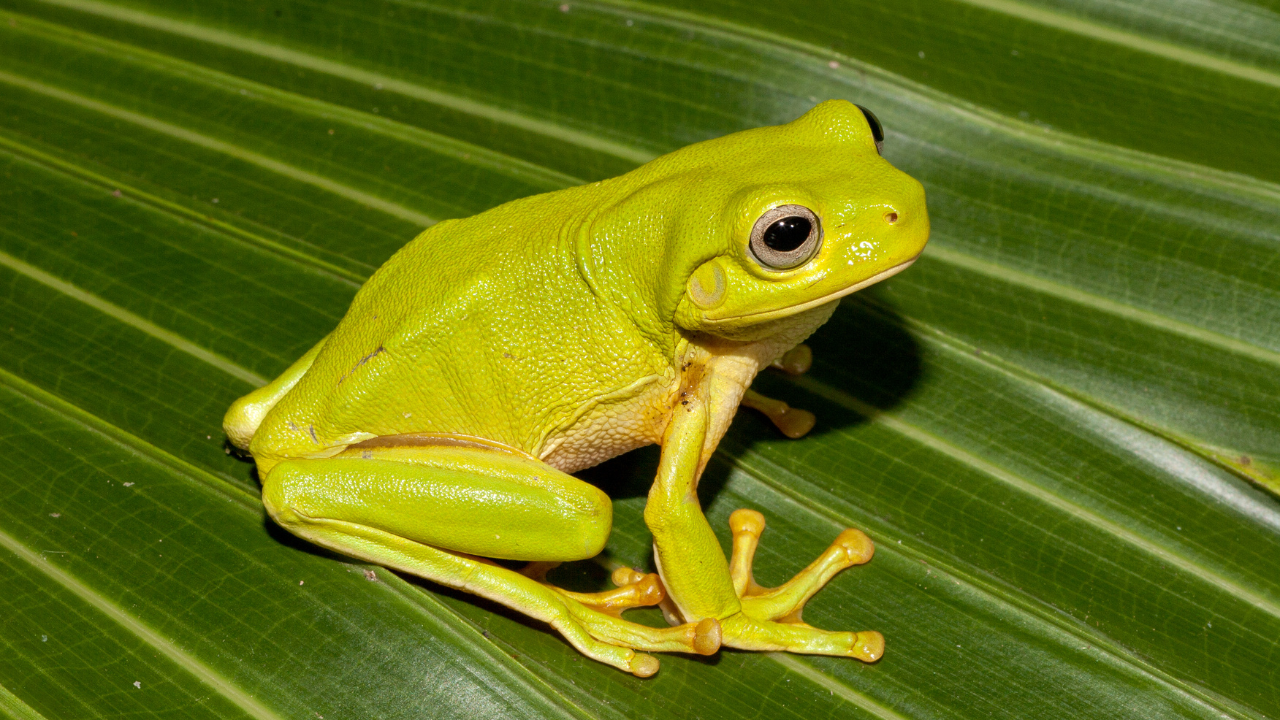 350+ Frog Names: Unique, Funny, and Aesthetic Ideas & Name Generator