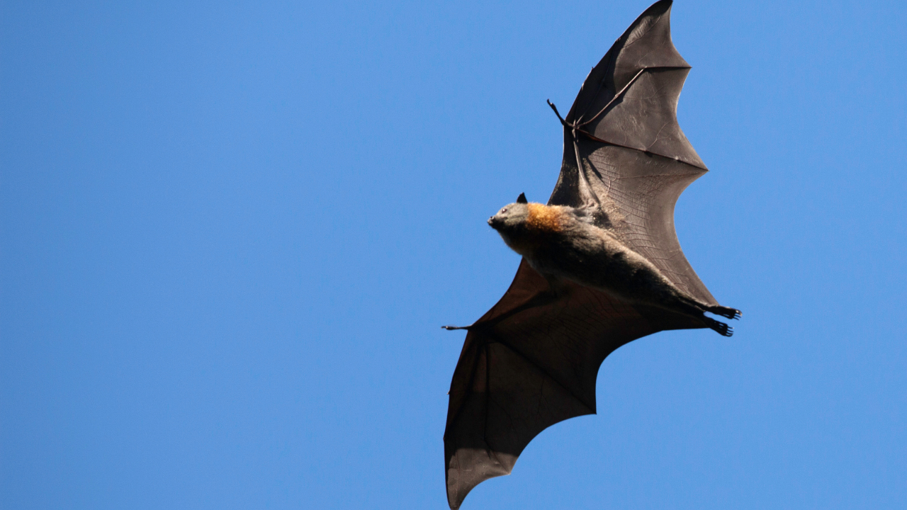460+ Bat Names: Cool, Cute, Spooky & Funny Name Ideas and Name Generator